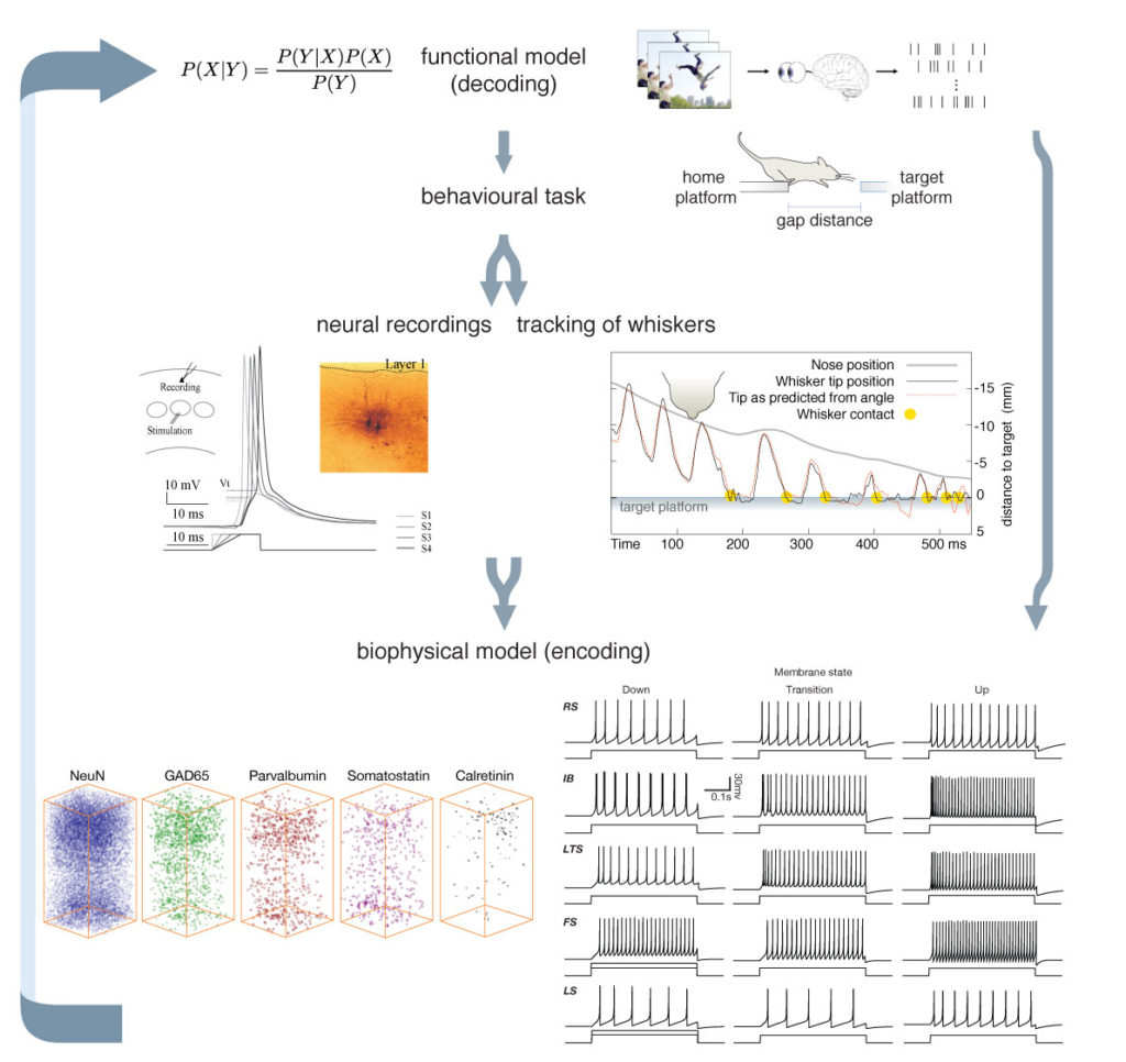 Fleur Zeldenrust - Network computation